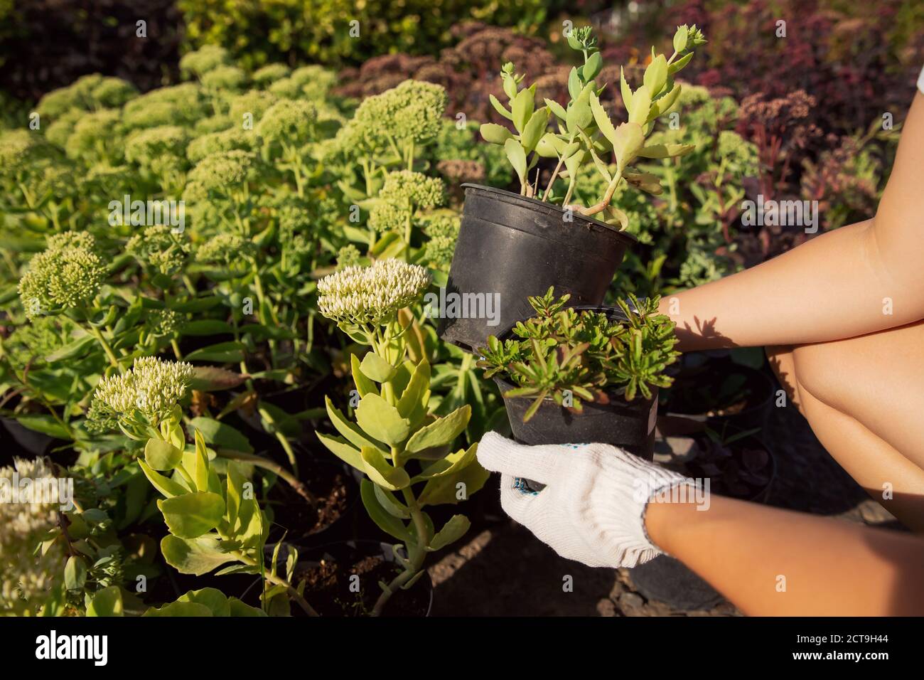 Professional services of landscape designer, woman gardener flowers in ...