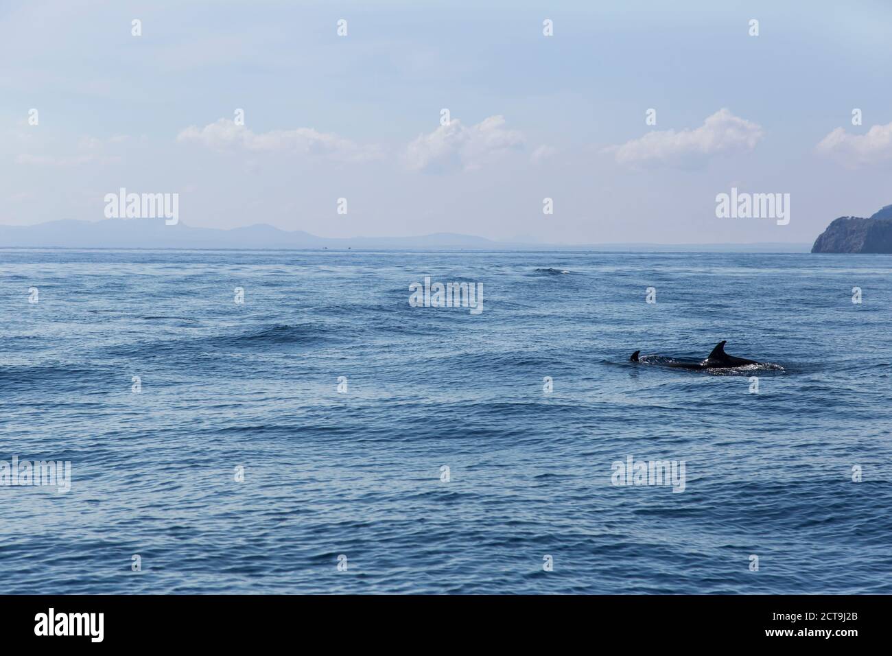Majorca wildlife hi-res stock photography and images - Alamy