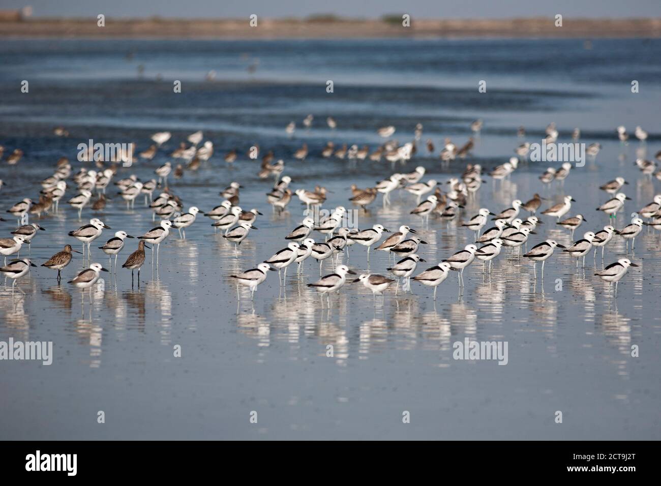 Oman, Bar al Hikman, Crab plovers in water Stock Photo - Alamy