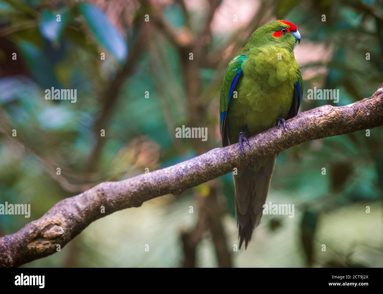 New Zealand, Pukaha Mount Bruce National Wildlife Centre, Red-crowned ...