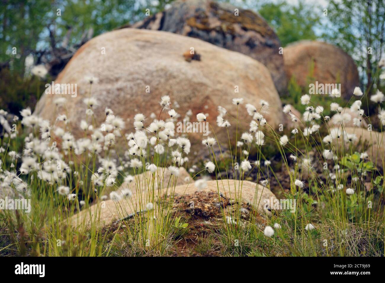 Sweden botany hi-res stock photography and images - Alamy