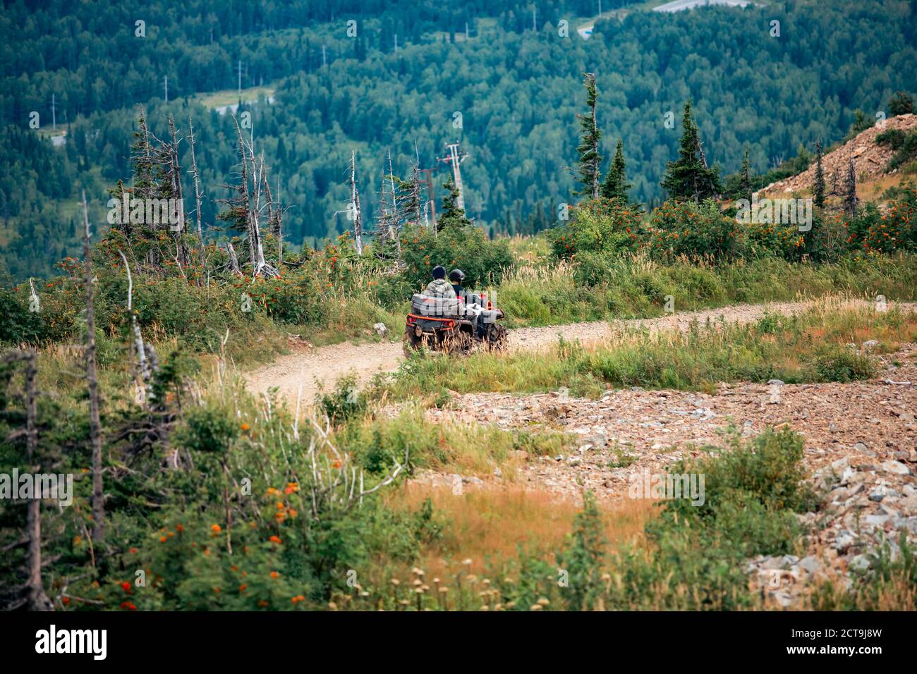 ATV rider rides through forest off-road in summer Stock Photo - Alamy