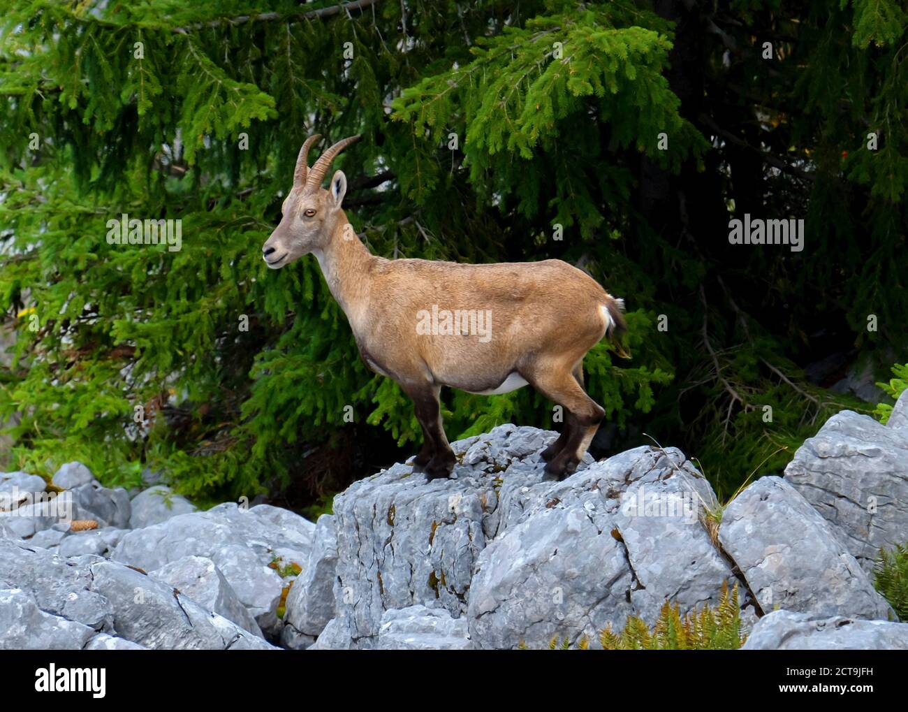 Steinbock capra steinbock steinbock hi-res stock photography and images ...