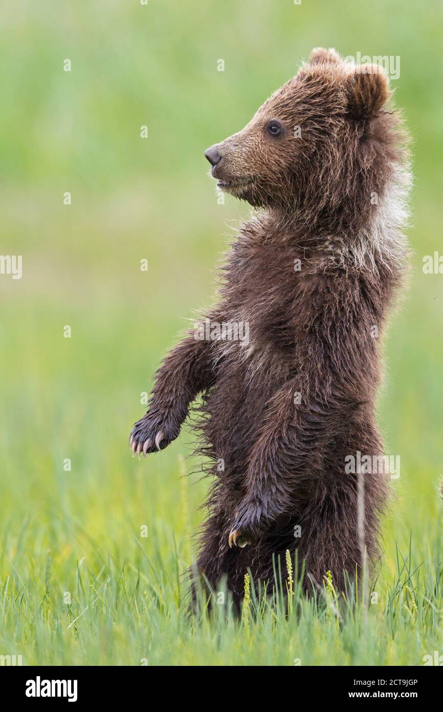 USA, Alaska, Lake Clark National Park and Preserve, Brown bear cub ...