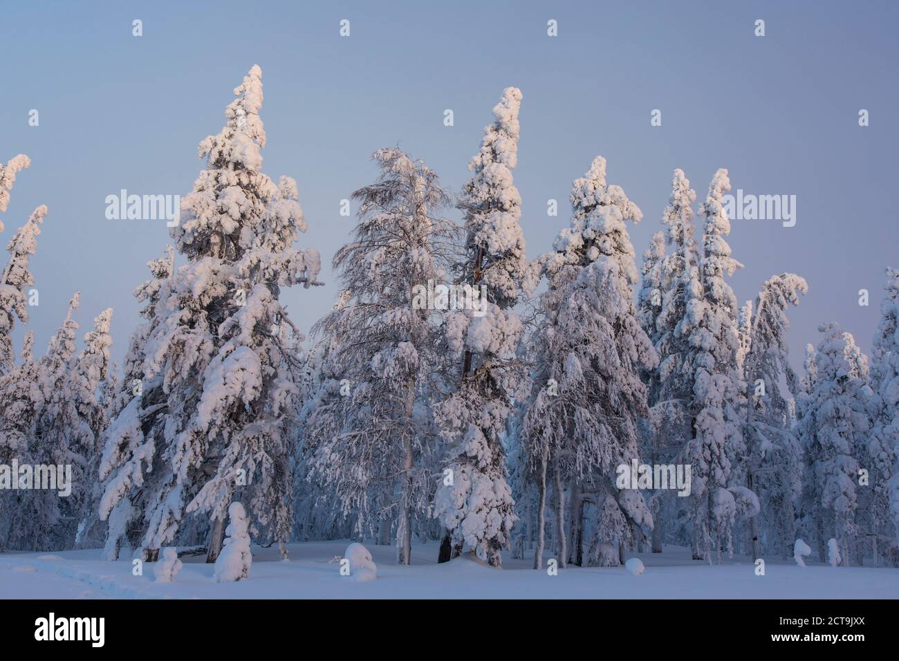 Scandinavia forest trees hi-res stock photography and images - Alamy