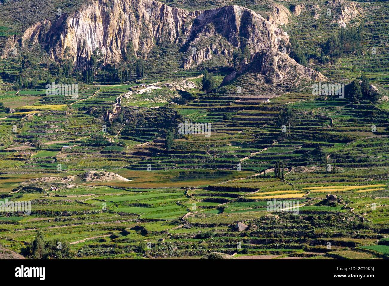 South America, Peru, Colca Canyon, Terrace fields Stock Photo - Alamy