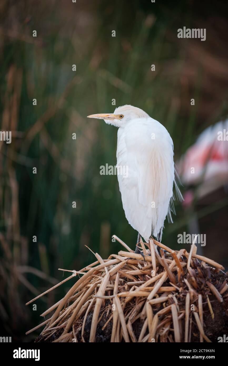 Heron rear view hi-res stock photography and images - Alamy