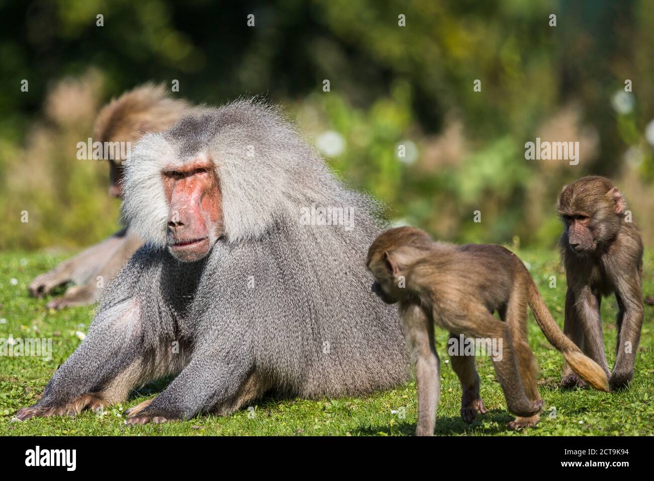Long haired monkey hi-res stock photography and images - Alamy