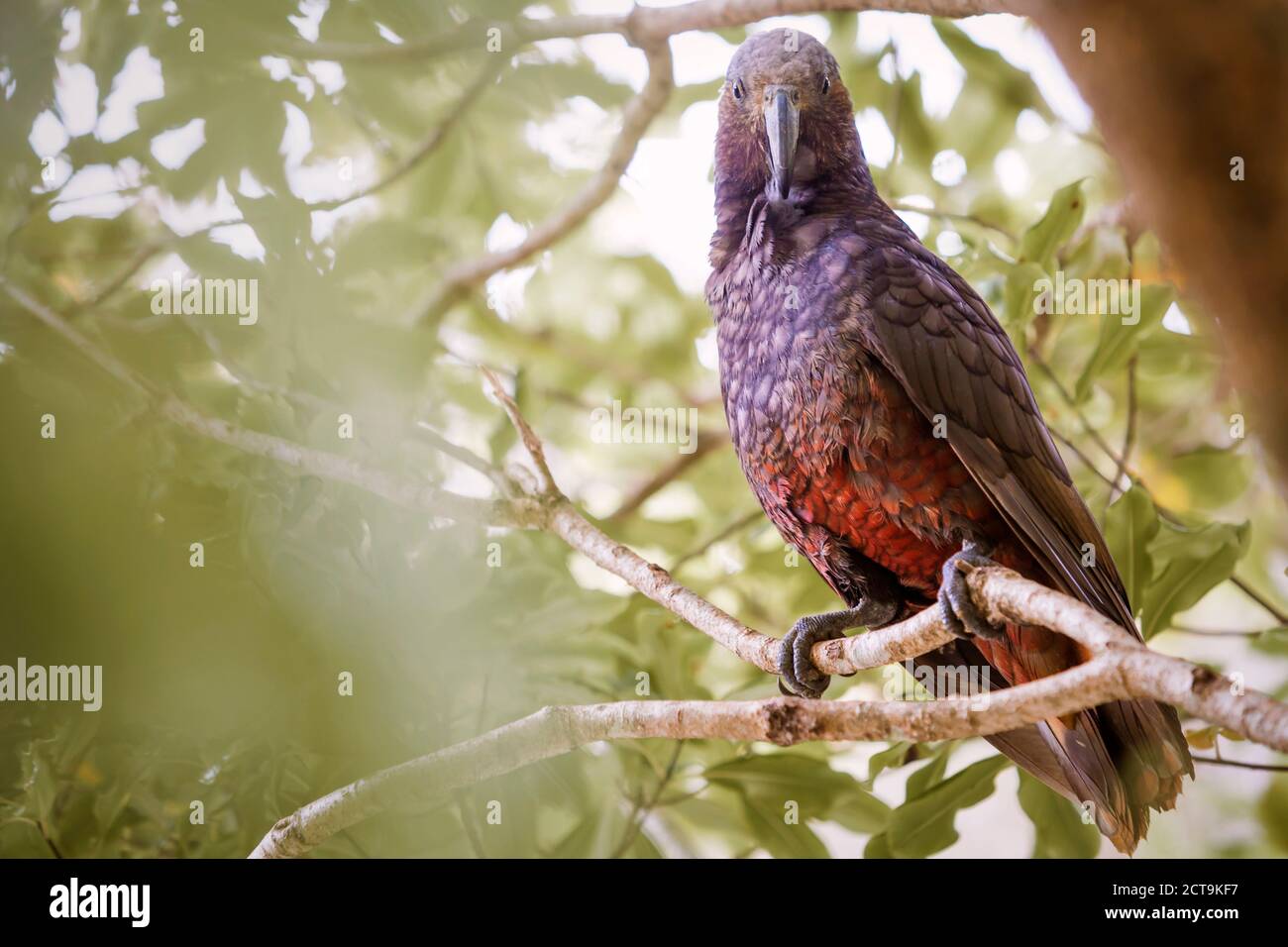 New Zealand, Pukaha Mount Bruce National Wildlife Centre, Kaka (Nestor ...