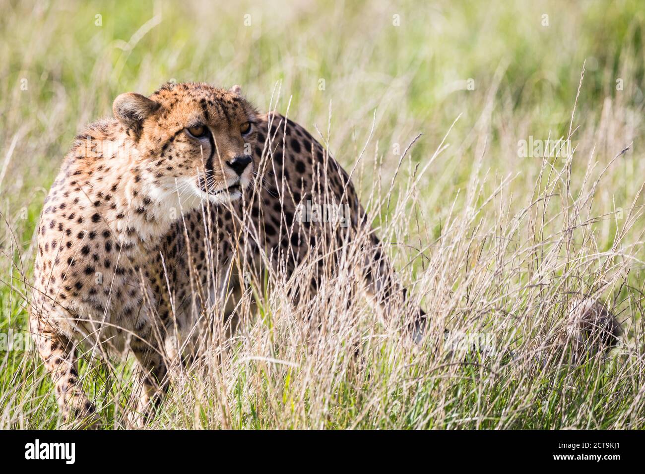 Cheetah ears hi-res stock photography and images - Alamy