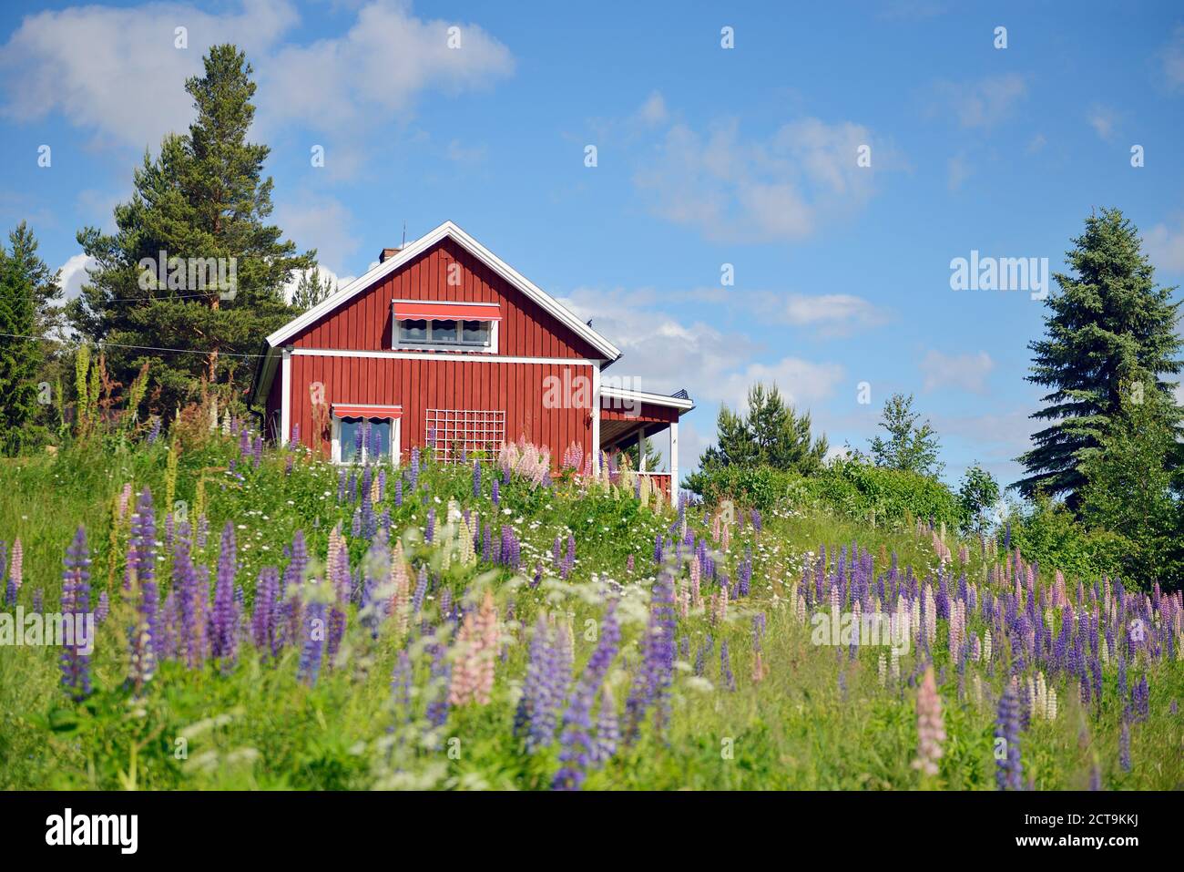 Mora tree hi-res stock photography and images - Alamy