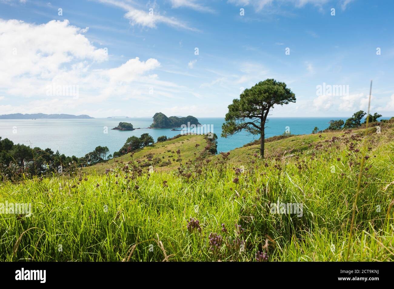 New Zealand, North Island, Waikato, Coromandel Peninsula, Gemstone Bay ...