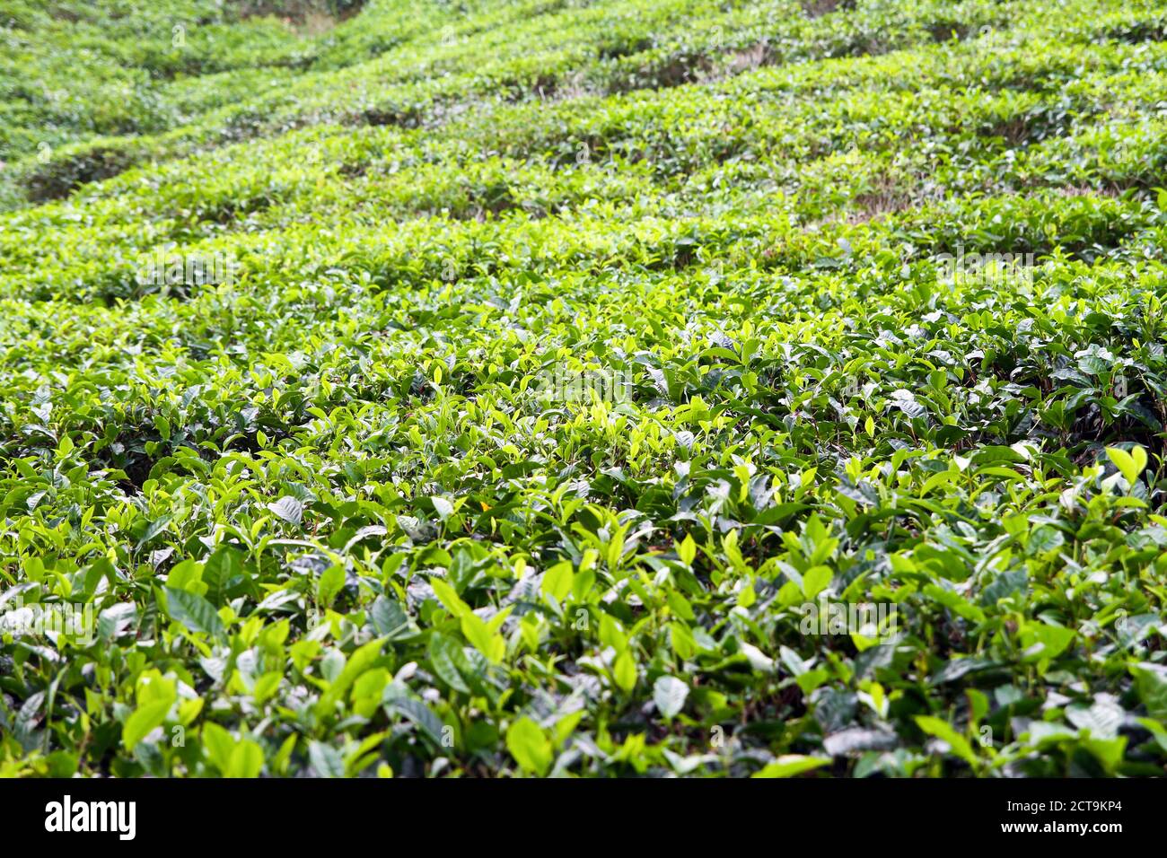 Seychelles, Mahe Island, Tea plantation Stock Photo - Alamy