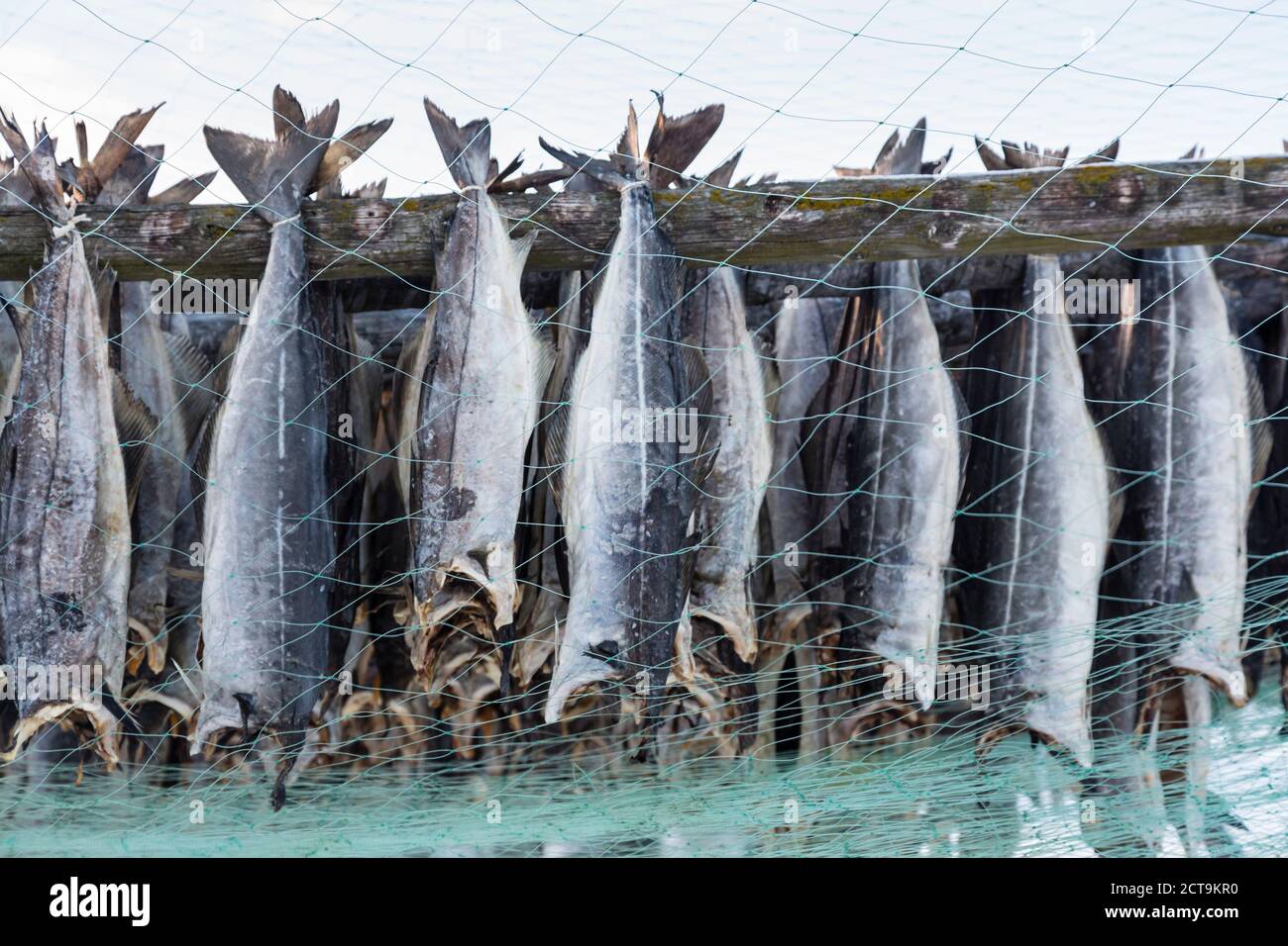 Norway, Skallelv, Stockfish drying on rack Stock Photo - Alamy