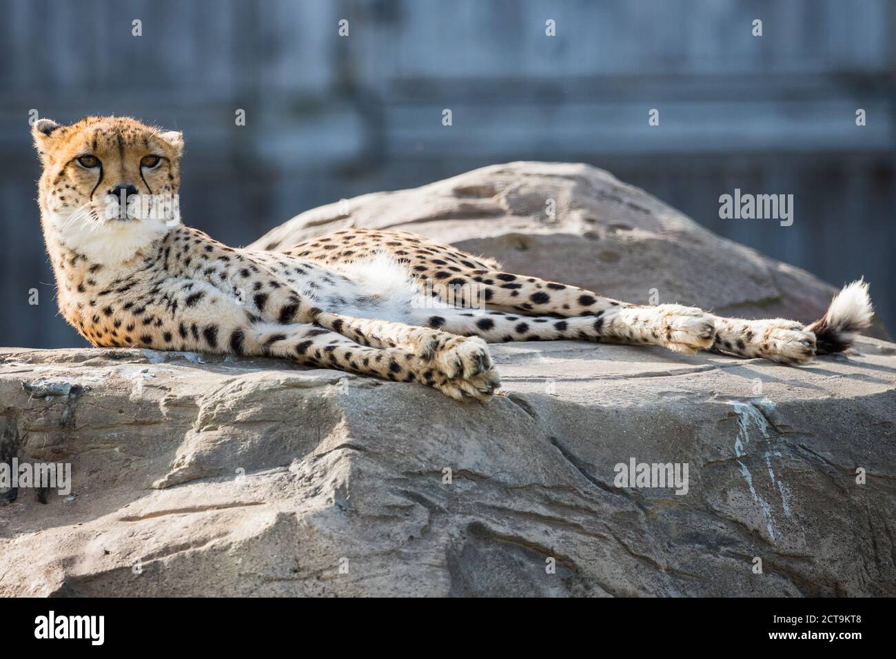 East African cheetah stretching whilst lying on a rock in the warm ...