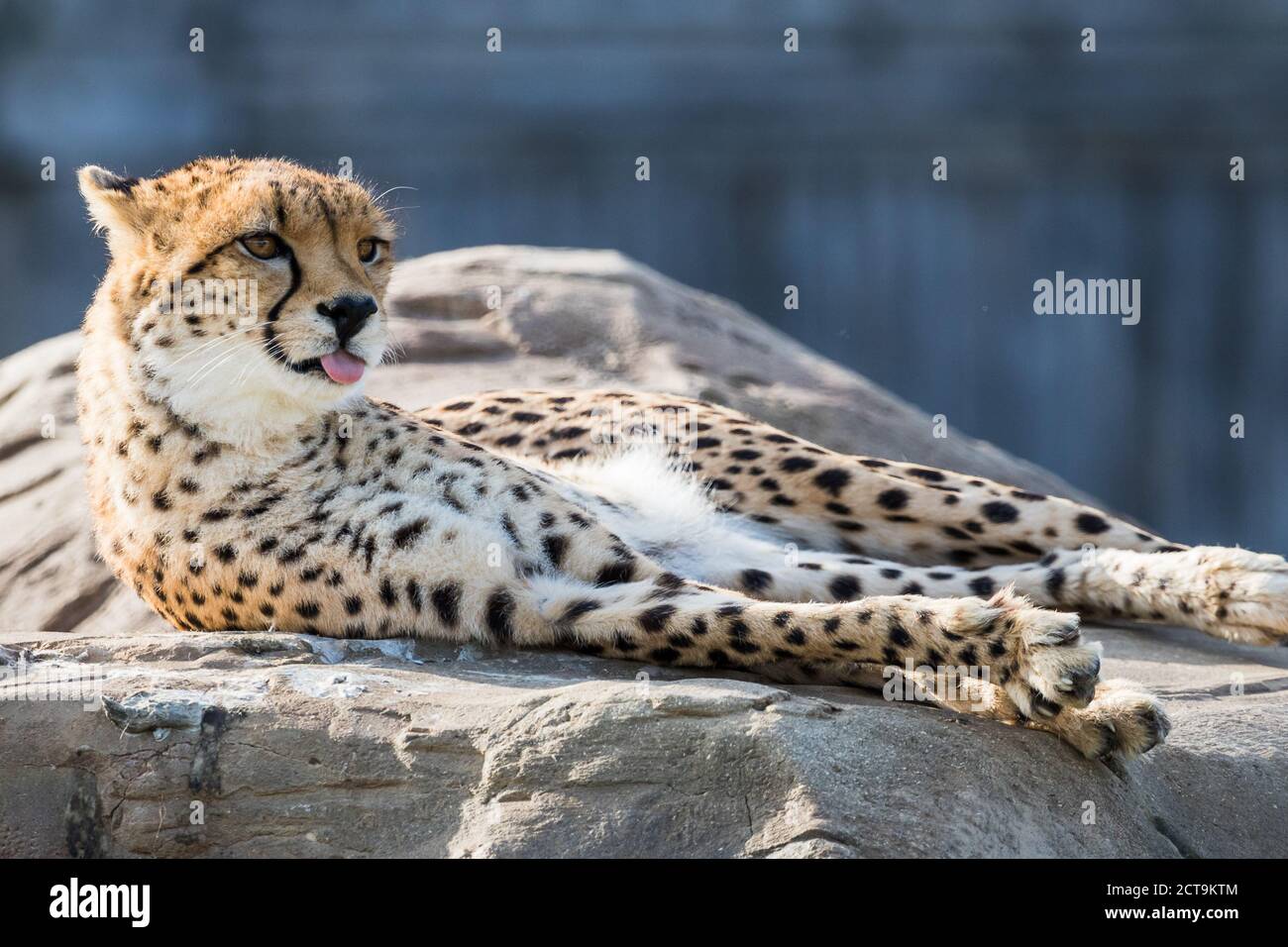 Cheetah tongue hi-res stock photography and images - Alamy