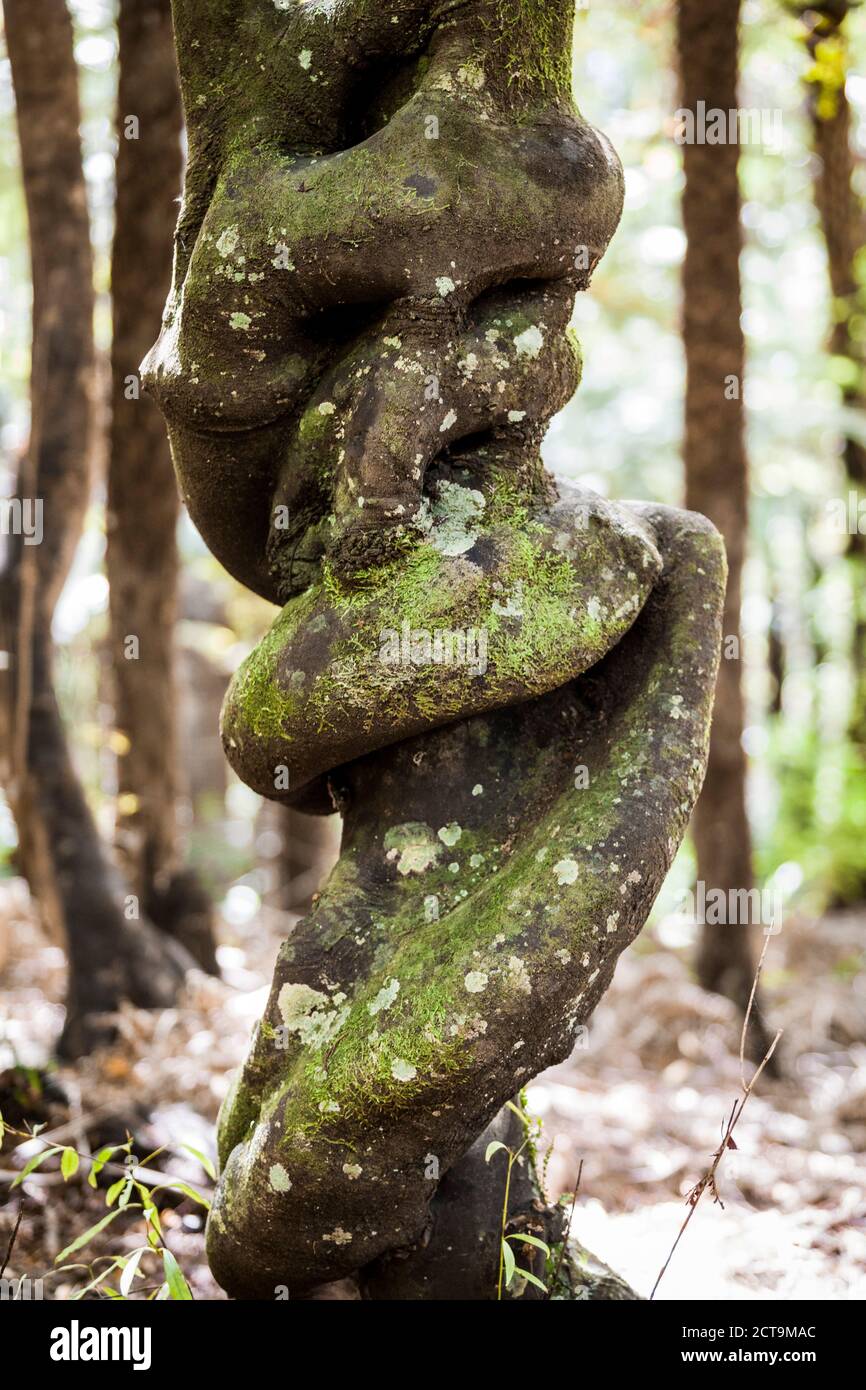 Bizarre tree form hi-res stock photography and images - Alamy