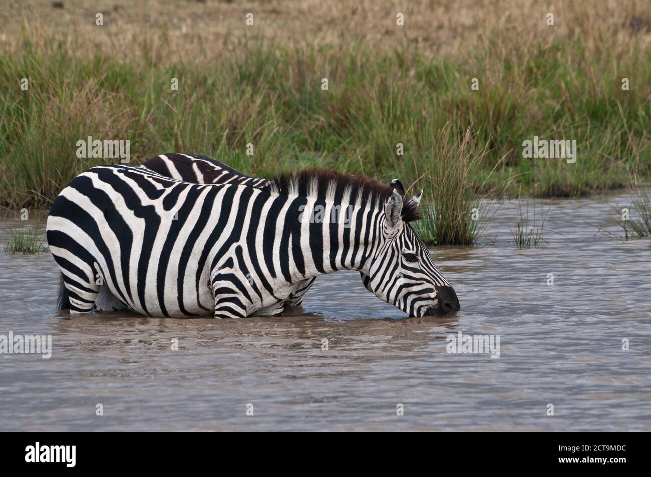 Plain zebra drinking in pond hi-res stock photography and images - Alamy