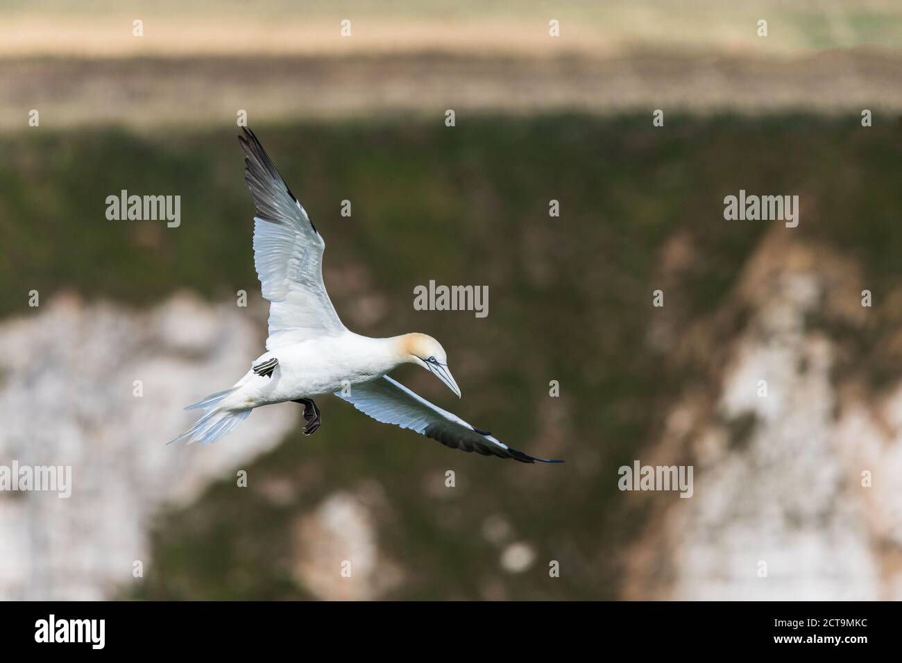Northern gannet slows into the wind pictured at Bempton Cliffs in ...
