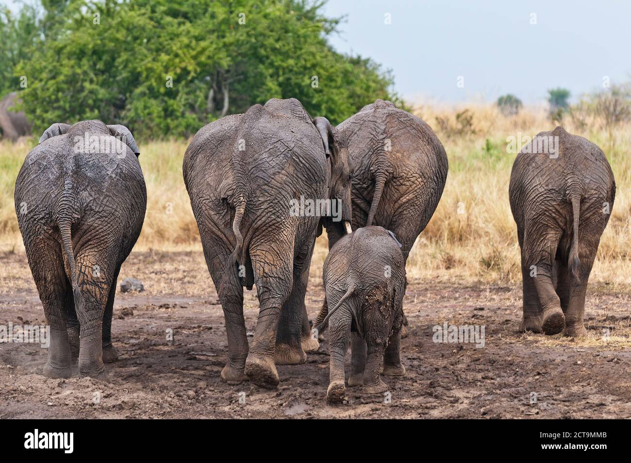 African elephant with young animal at maasai mara national reserve hi ...