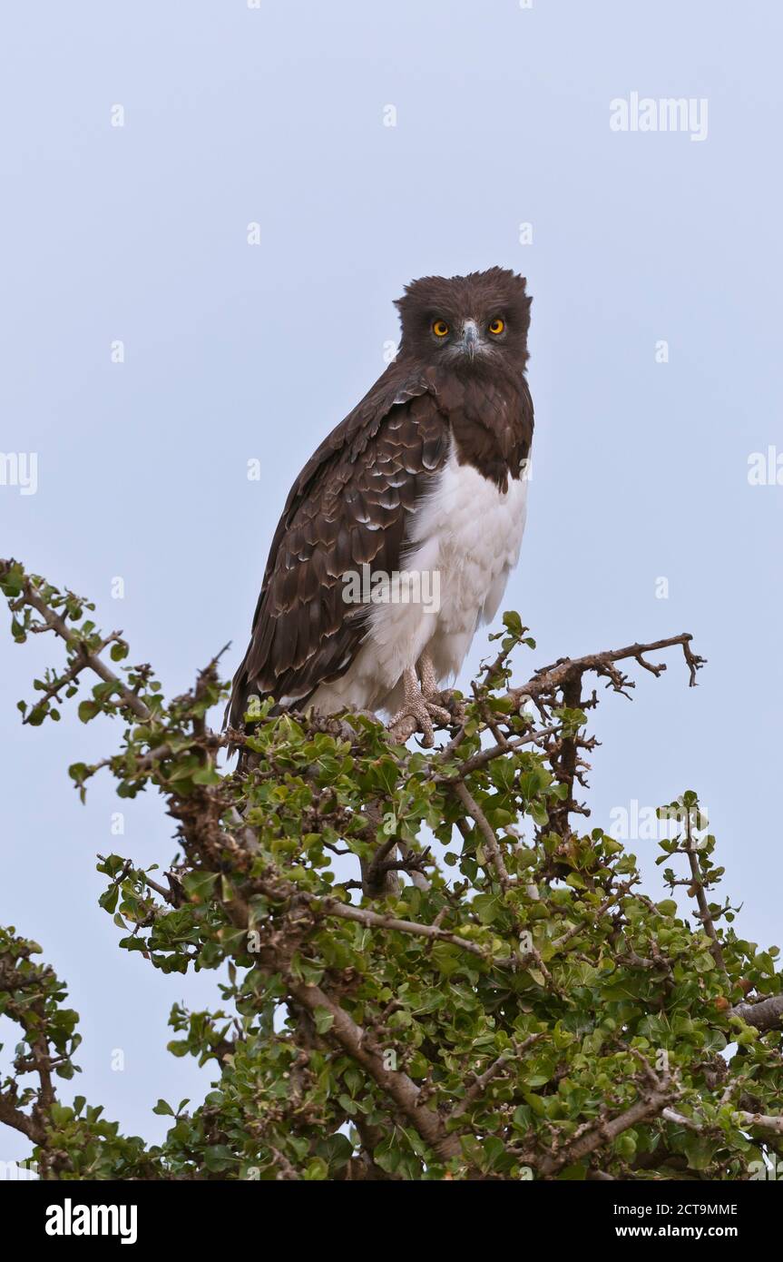 Africa, Kenya, Maasai Mara National Reserve, Martial Eagle (Polemaetus ...