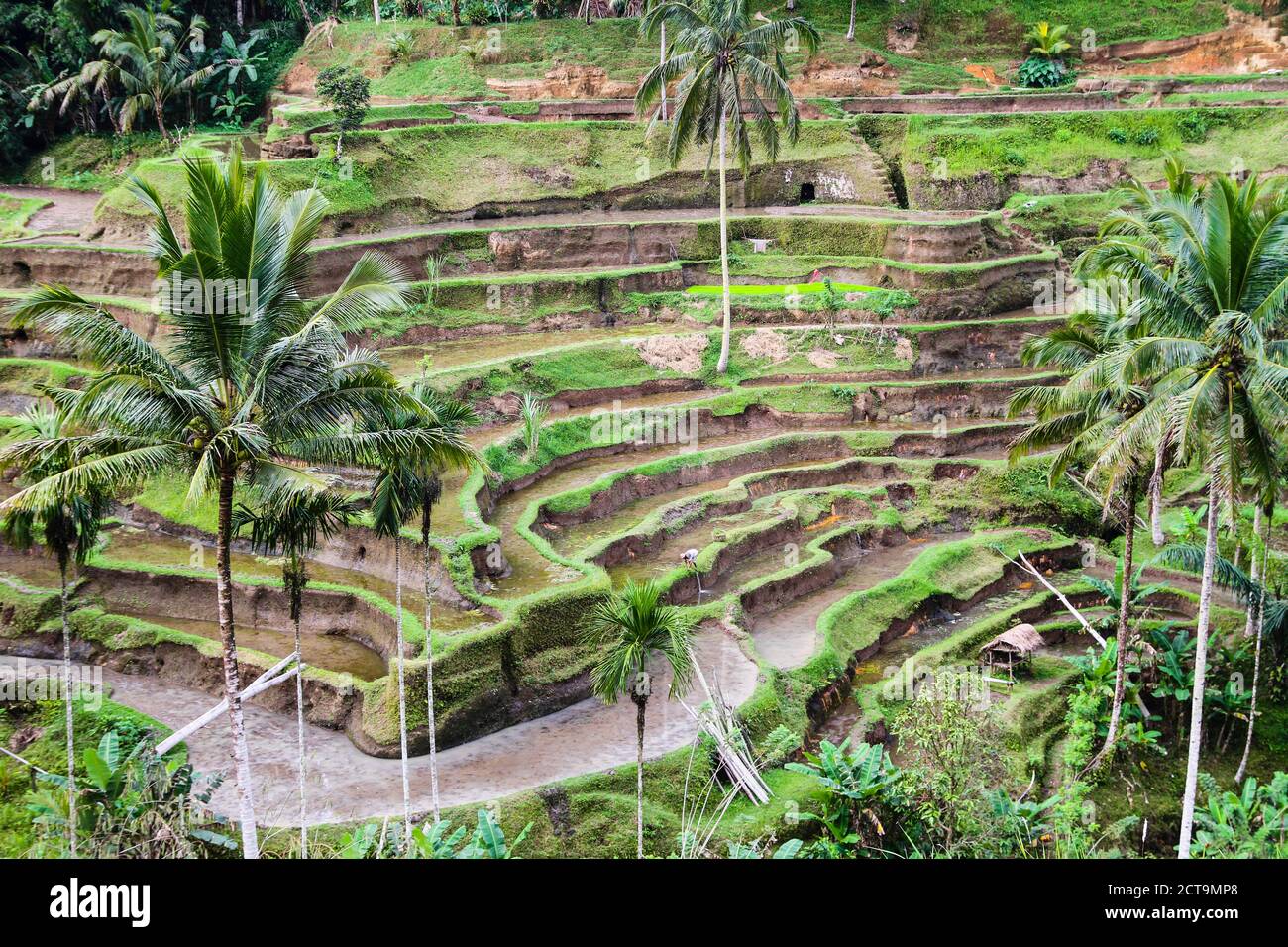 Tegalalang rice fields hi-res stock photography and images - Alamy