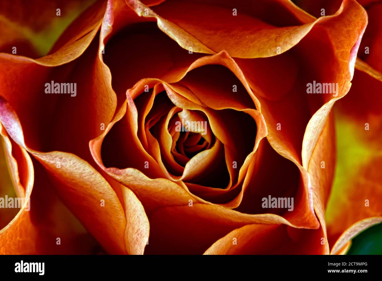 Rose view hi-res stock photography and images - Alamy