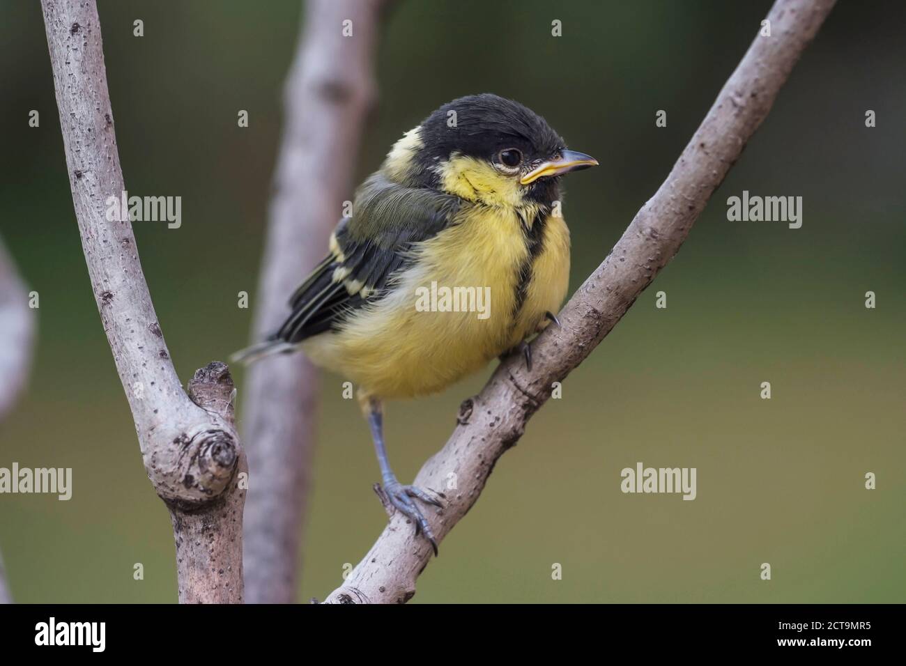 Great titmouse (Parus major) sitting on twig Stock Photo - Alamy