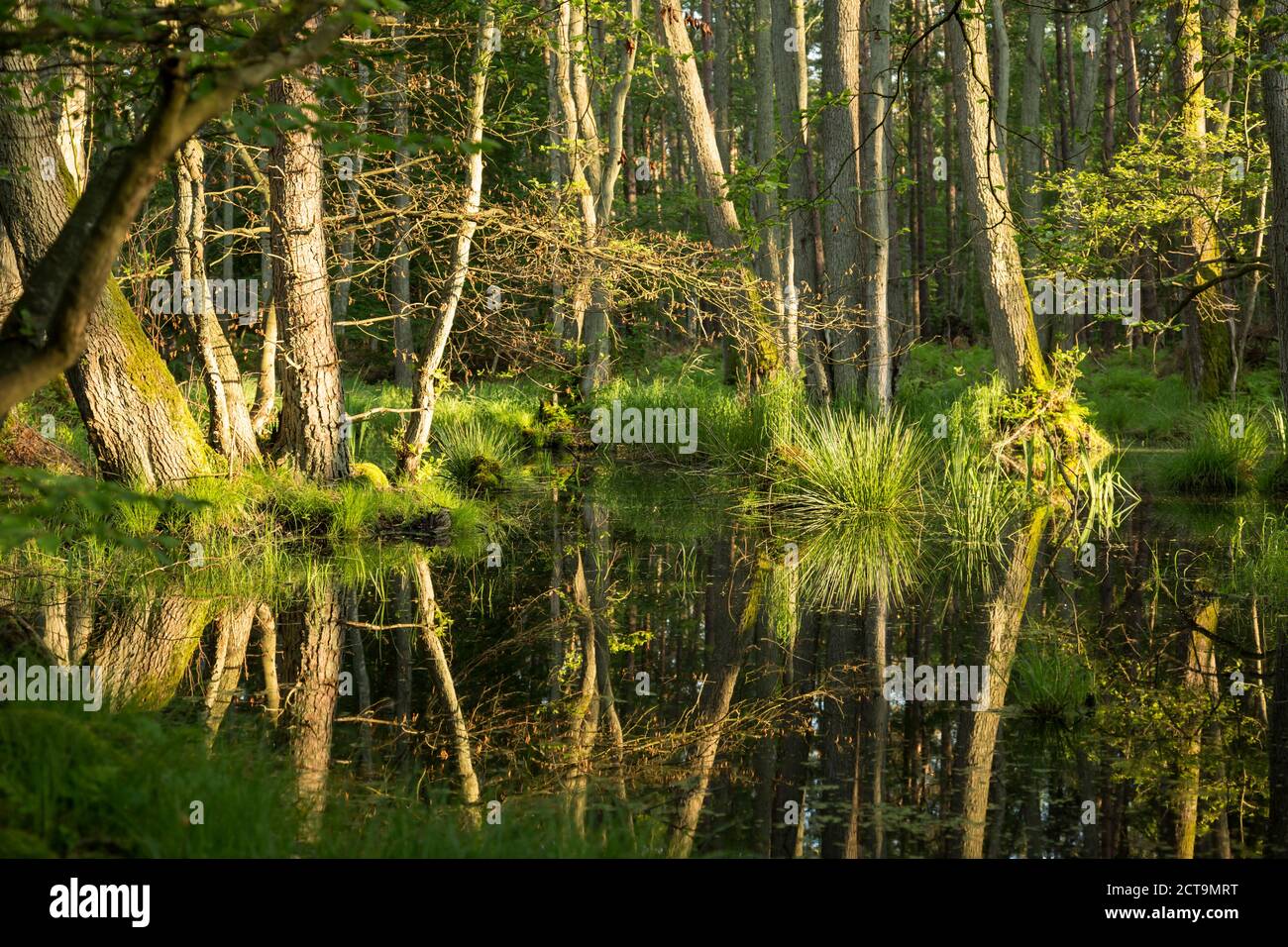 Swamp germany hi-res stock photography and images - Alamy