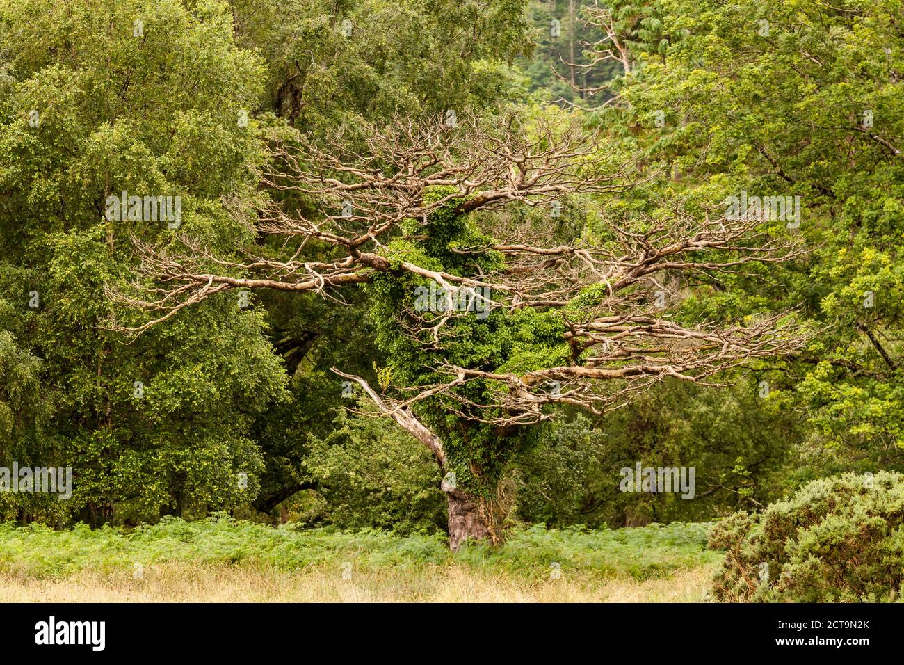 Killarney national park tree hi-res stock photography and images - Alamy