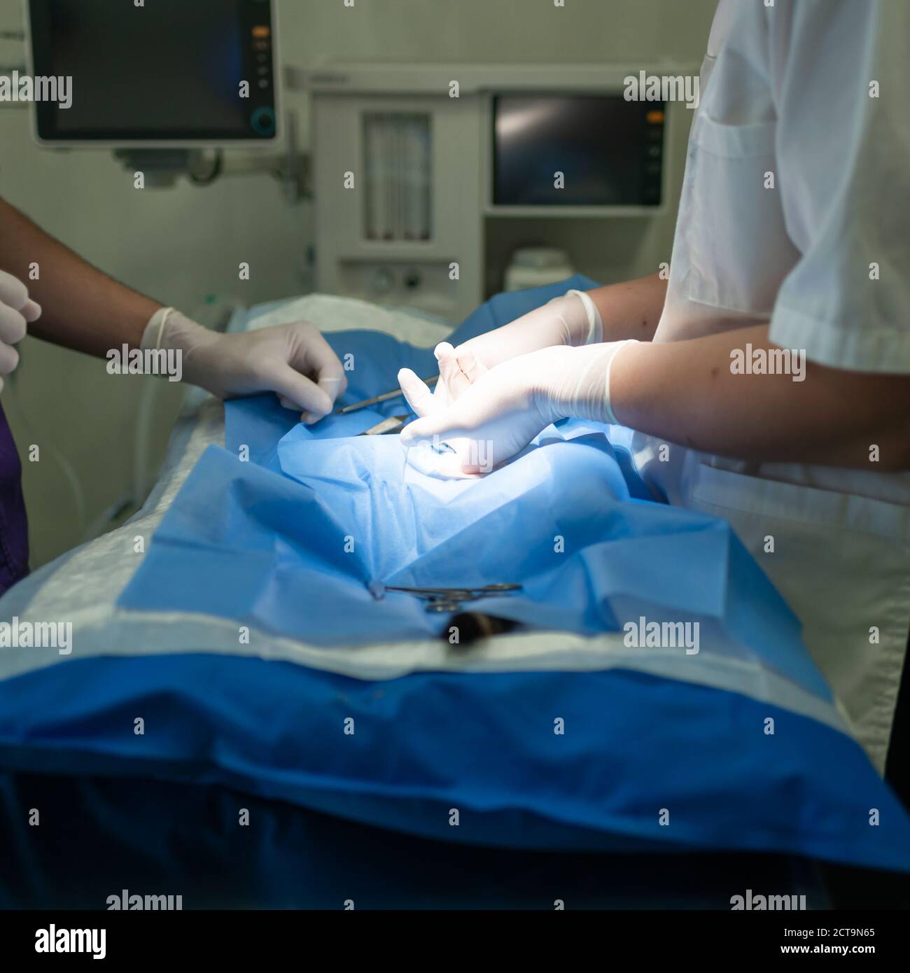 Vet doing the operation for sterilization. The cat on the operating ...