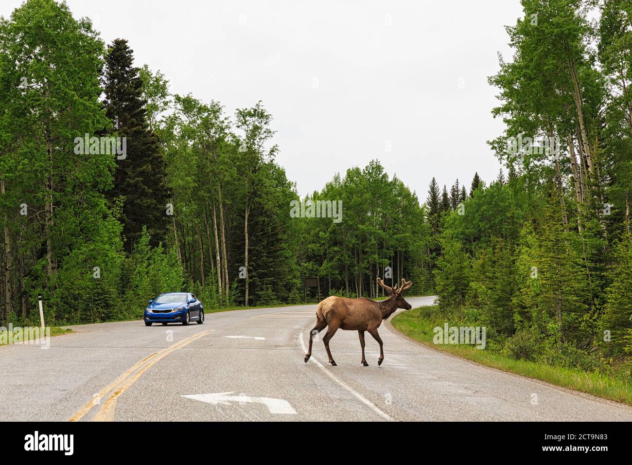 Canada, Alberta, Banff National Park, , Bow Valley, Elk crossing ...