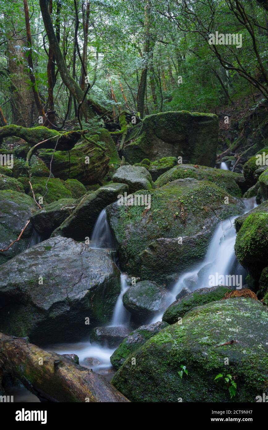 Japan, Yakushima, Waterfall in the rainforest, World Heritage, natural ...