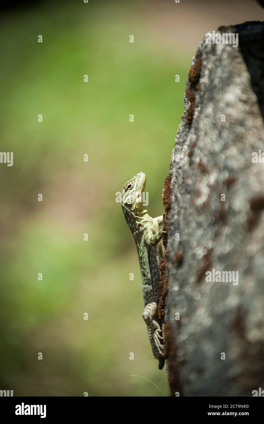 Peru, Andes, Lizard at Machu Picchu Stock Photo - Alamy