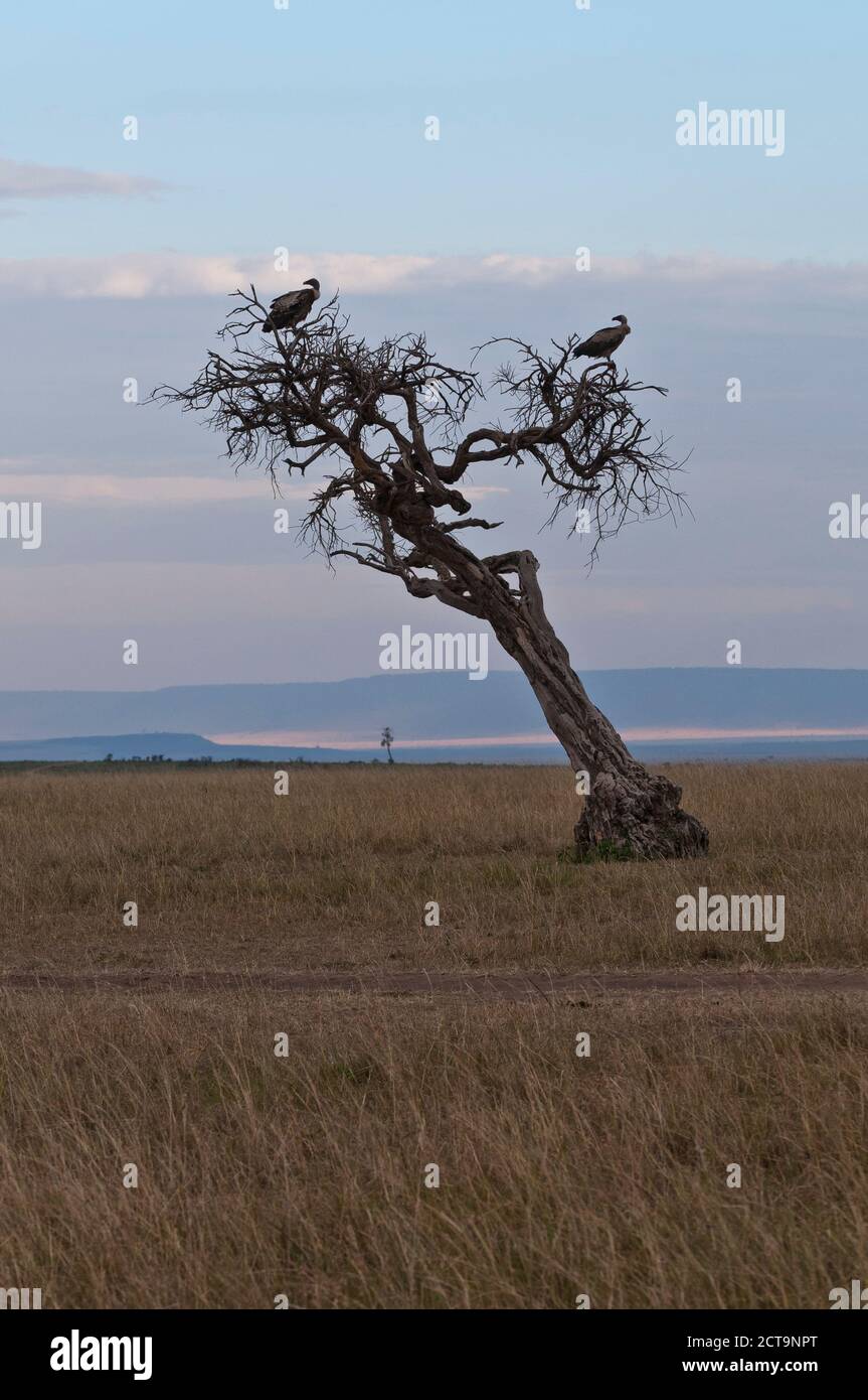 Vultures on dead tree hi-res stock photography and images - Alamy