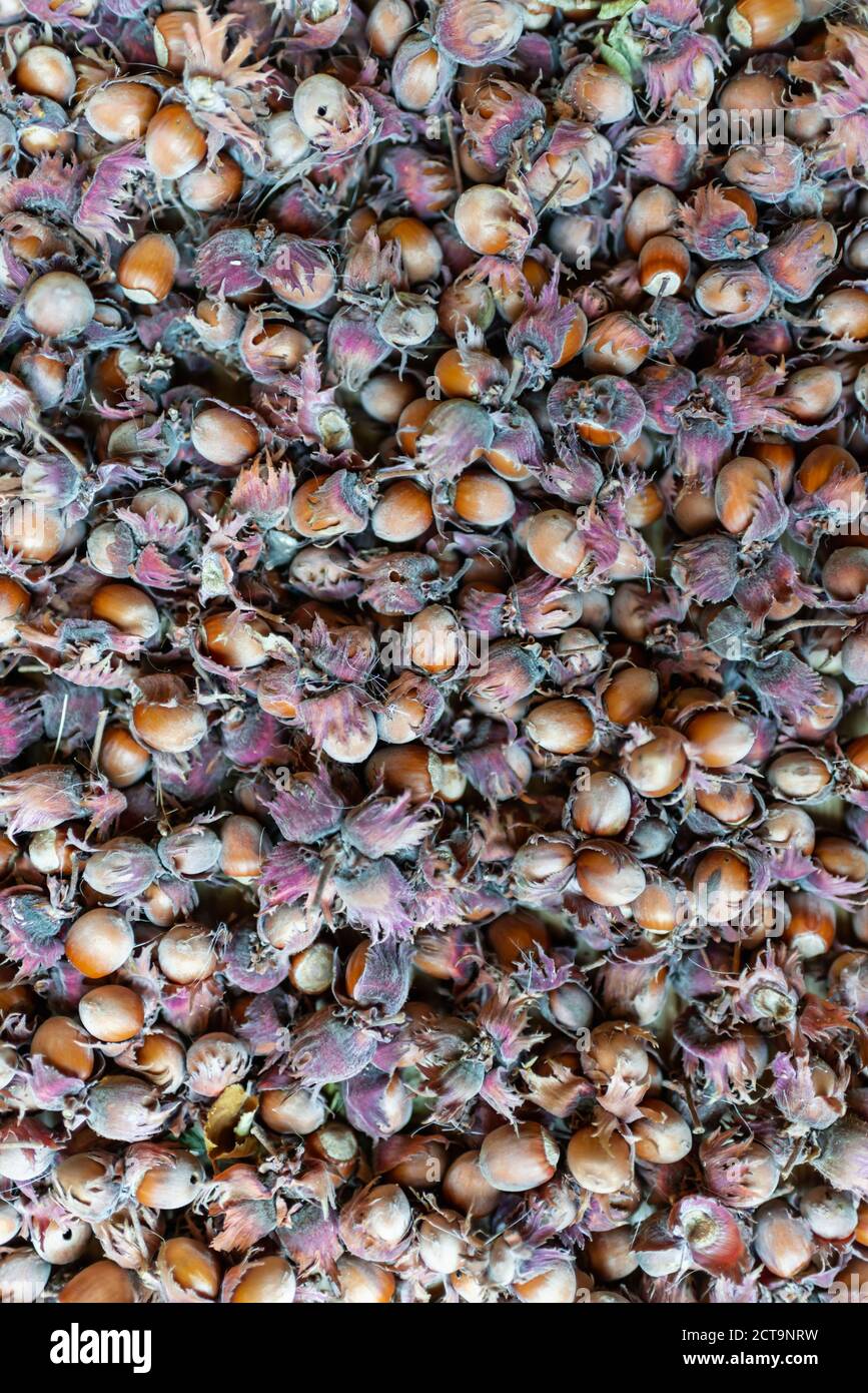 Filberd hi-res stock photography and images - Alamy