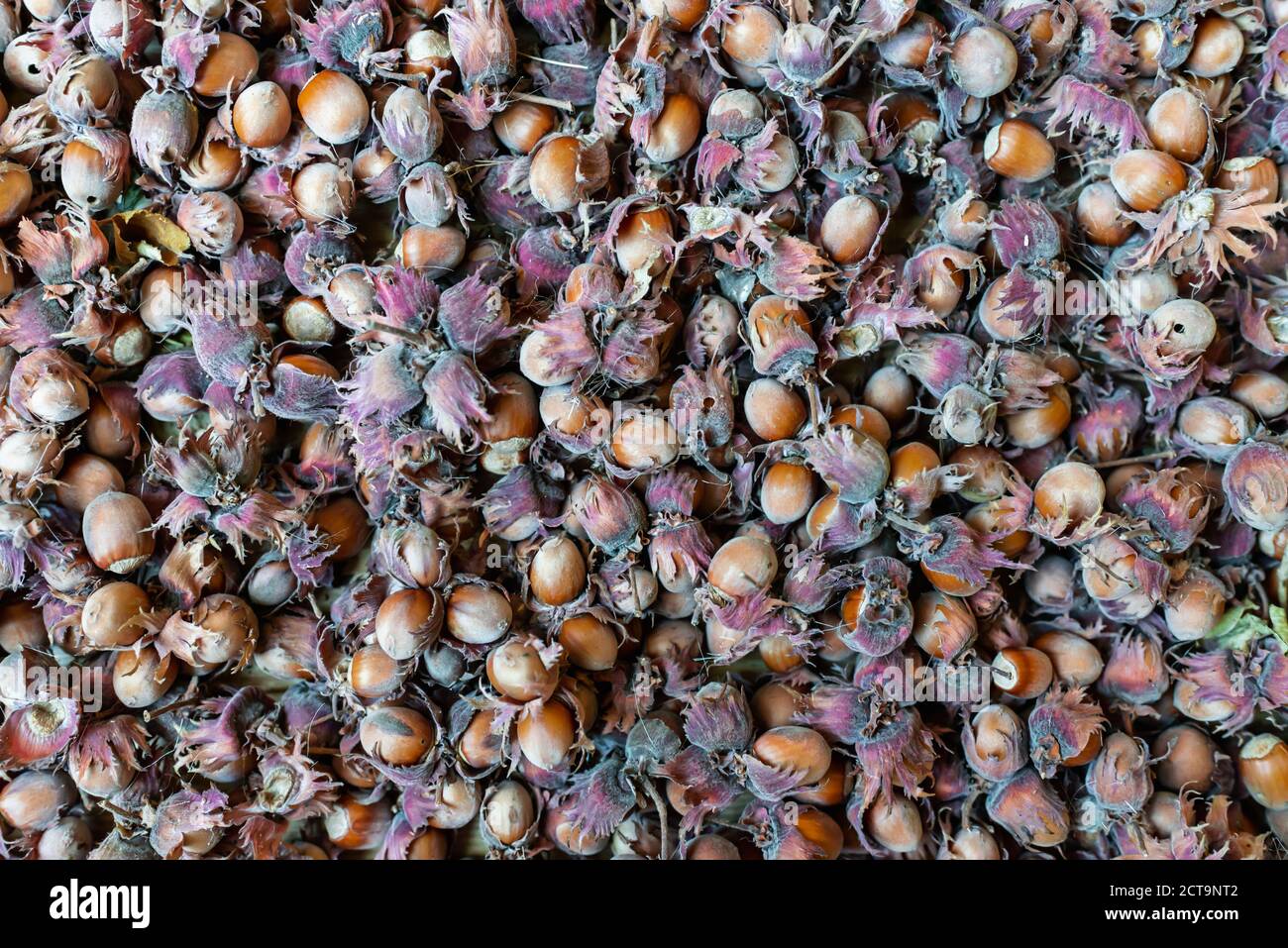 Raw Hazelnut filbert nut Corylus Maxima. Organic cobnuts autumnal ...