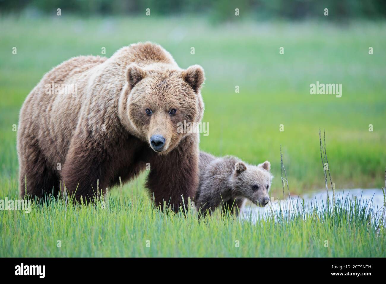 USA, Alaska, Lake Clark National Park and Preserve, Brown bear with ...