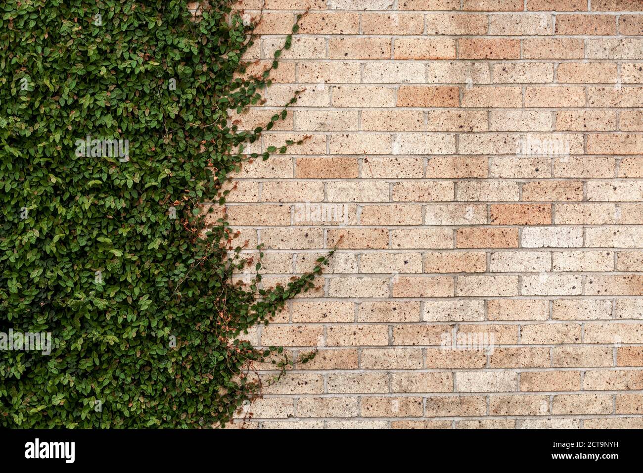 New Zealand, Ngatea, facade greening, partial view Stock Photo - Alamy
