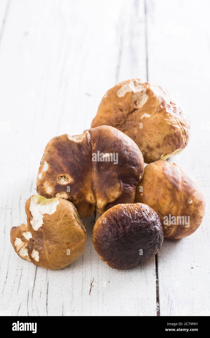 Boleti hi-res stock photography and images - Alamy
