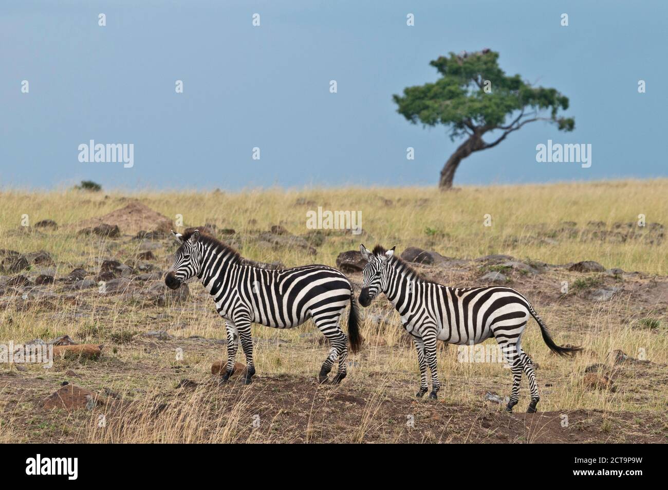 Plain zebras in steppe hi-res stock photography and images - Alamy
