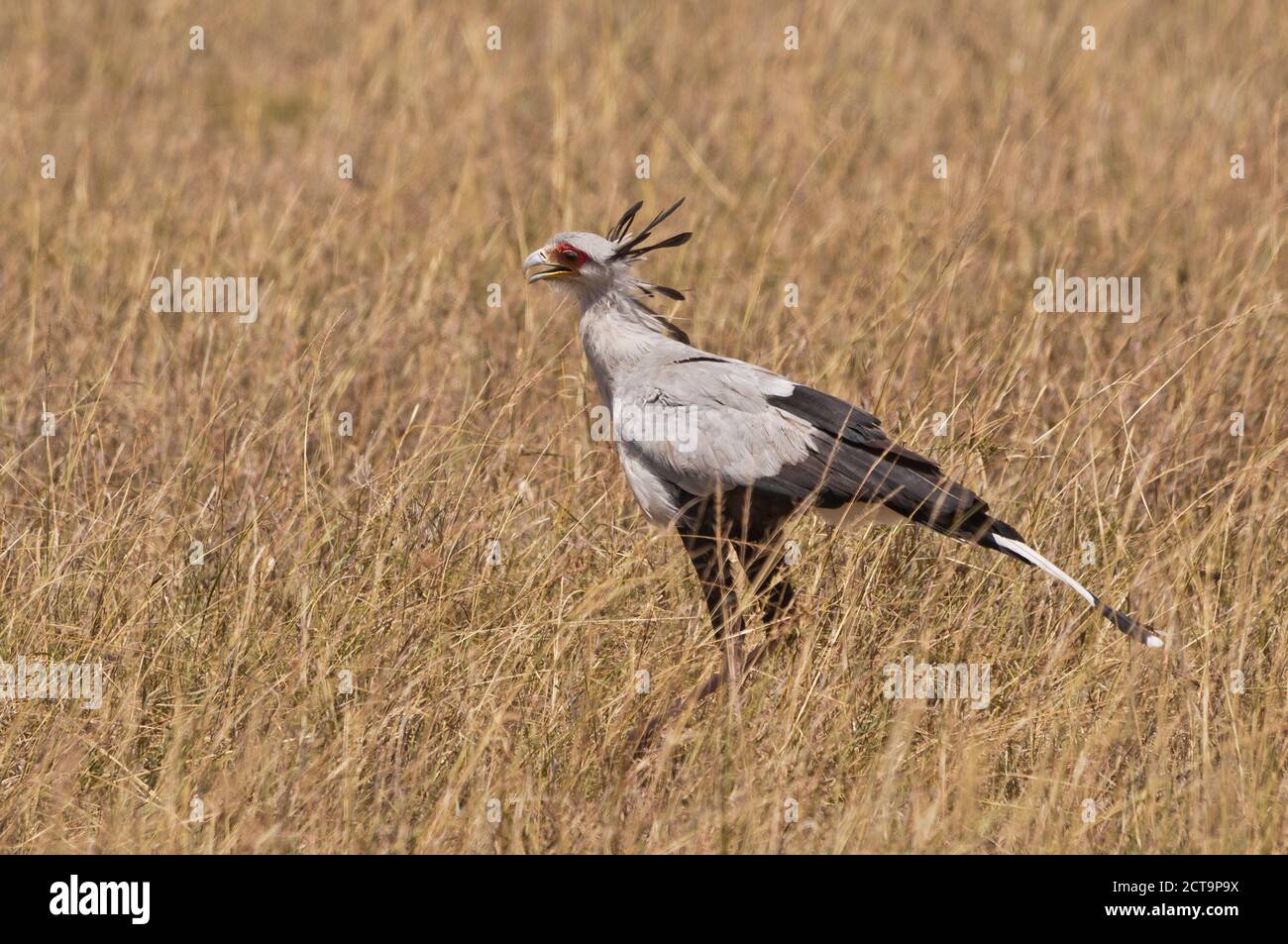 Kenya, Secretary bird at Maasai Mara National Reserve Stock Photo - Alamy