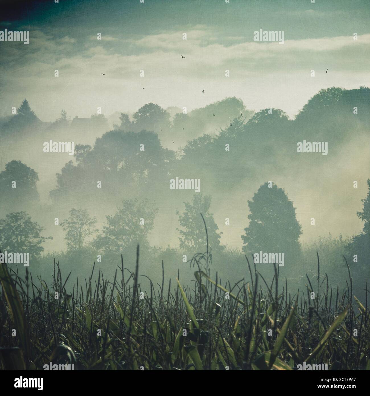 Tree on hilly landscape hi-res stock photography and images - Alamy
