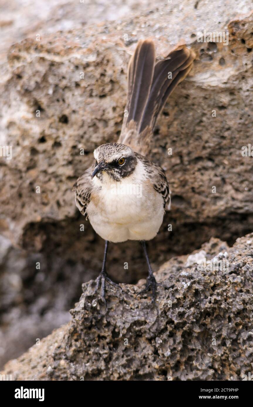 Ecuador, Galapagos, Genovesa, Galapagos Mockingbird, Mimus parvulus ...