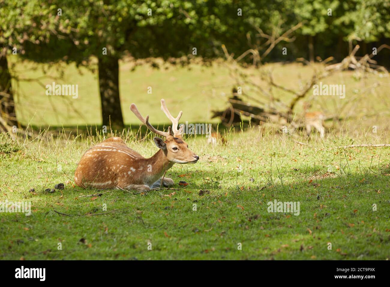 Sika deer lying on grass hi-res stock photography and images - Alamy