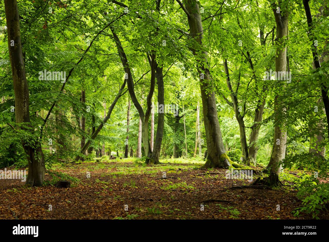 Linden trees hi-res stock photography and images - Alamy
