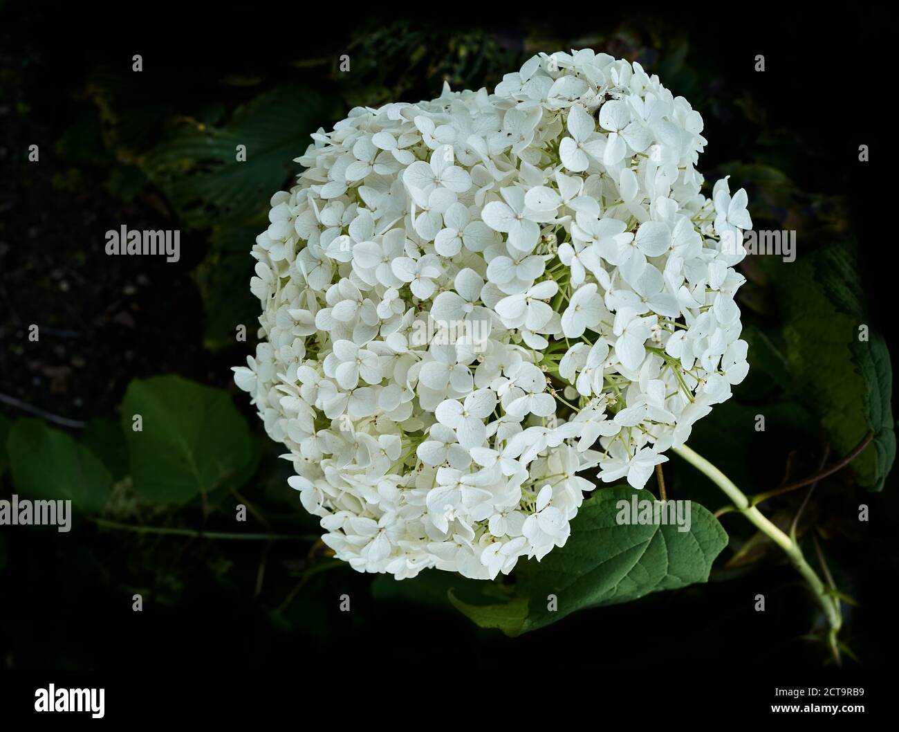 Cluster of white petals on the flower of a smooth hydrangea (hydrangea ...