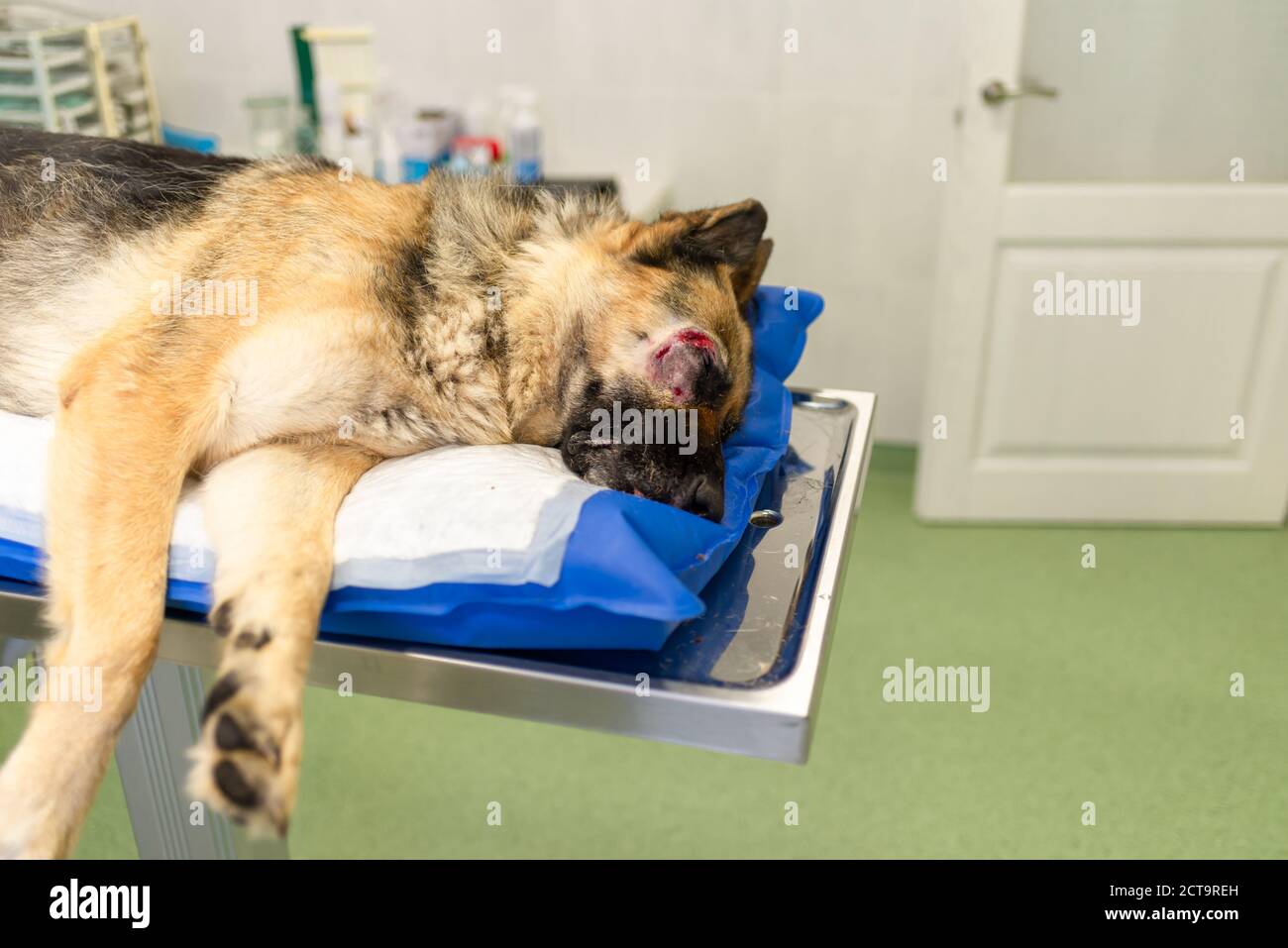 Dog in the animal hospital. German shepherd lying on the operating room ...