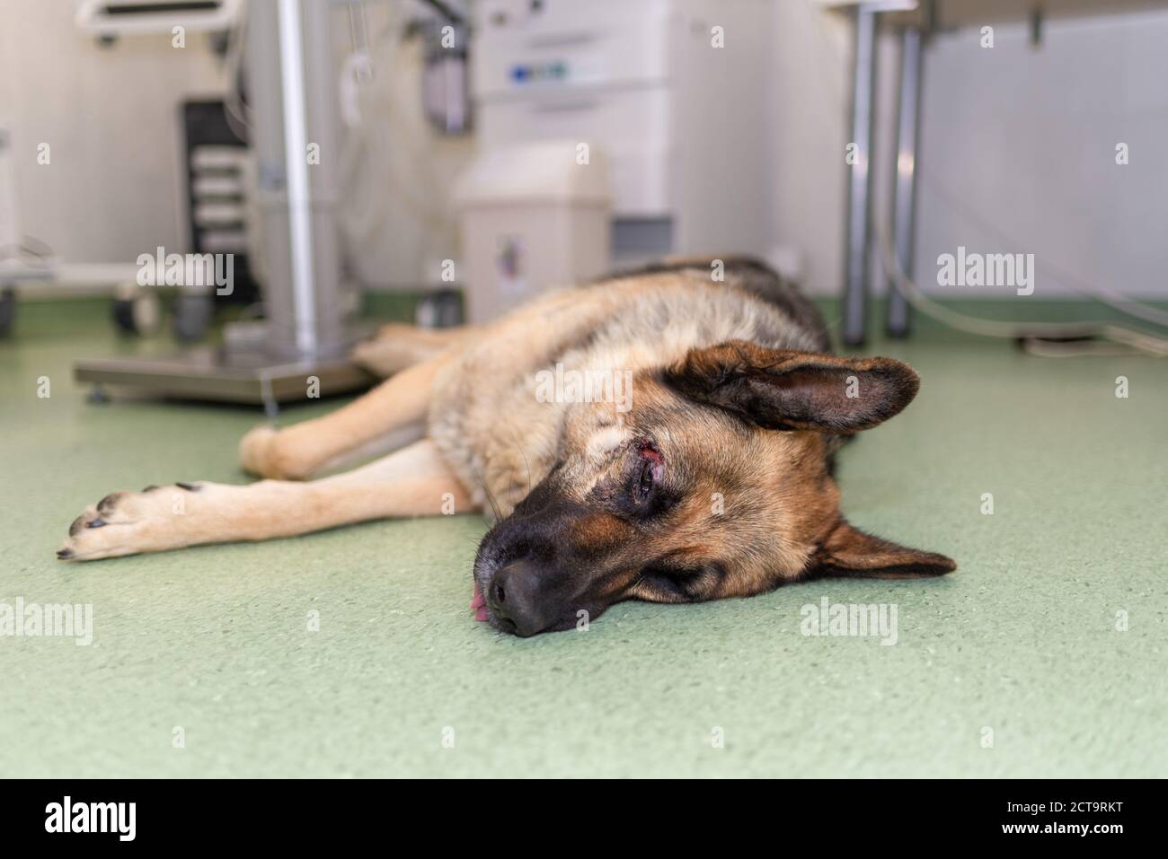 Sad sick pet laying hi-res stock photography and images - Alamy