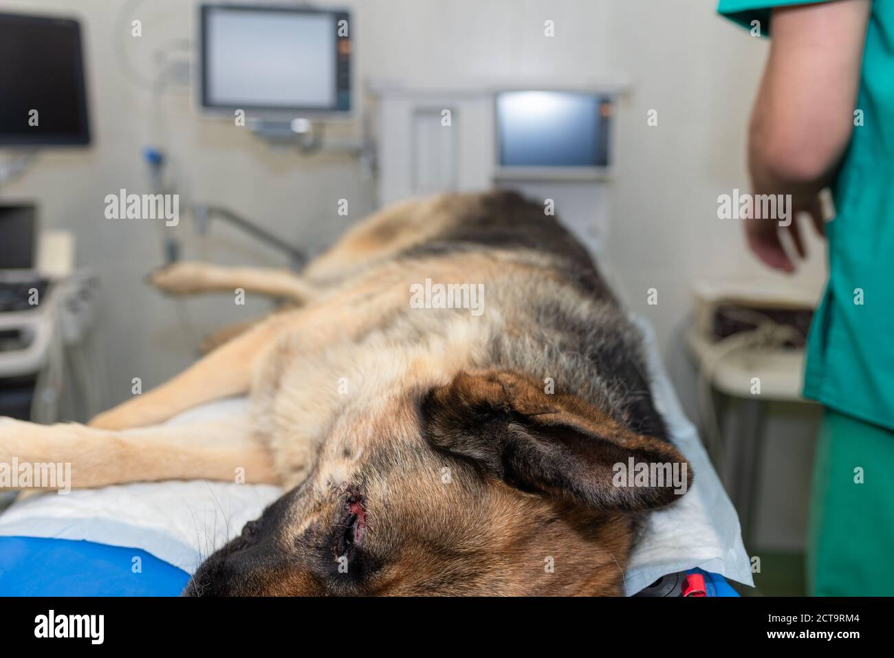 Sad sick pet laying hi-res stock photography and images - Alamy